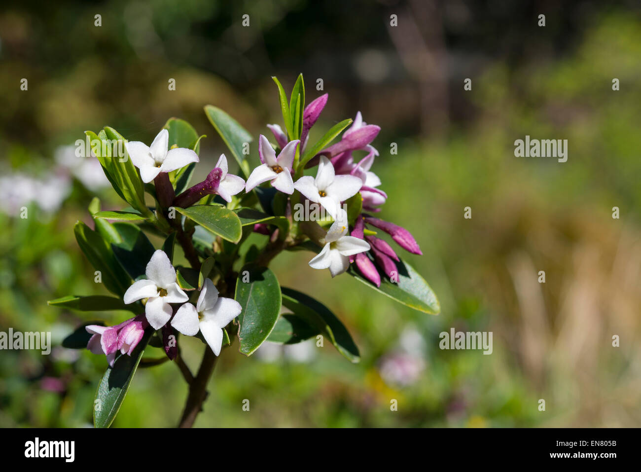 Close up of an evergreen Daphne with pink buds and white flowers Stock ...