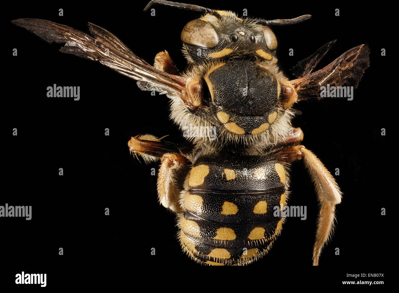 This image shows the back of a male Anthidium loti bee, captured on ...