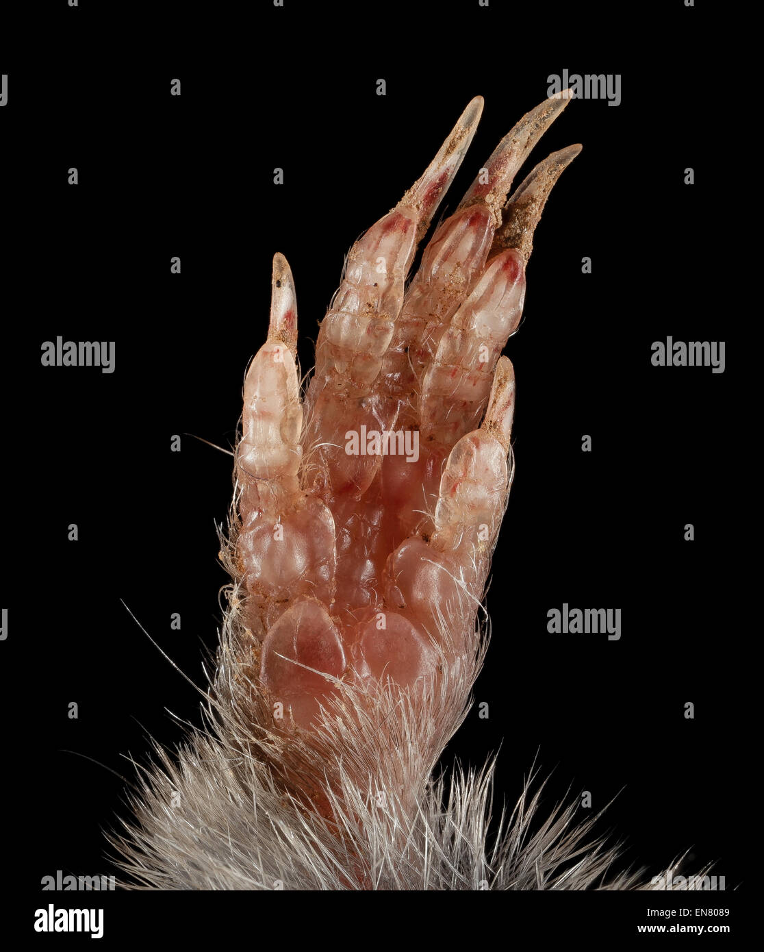 A male short-tailed shrew (Blarina brevicauda) is shown with its paw ...