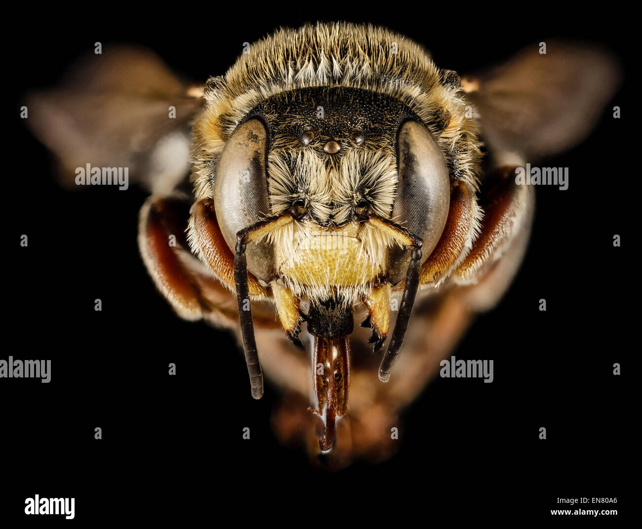 The male Trachusa ridingsii bee is photographed in Baker County ...