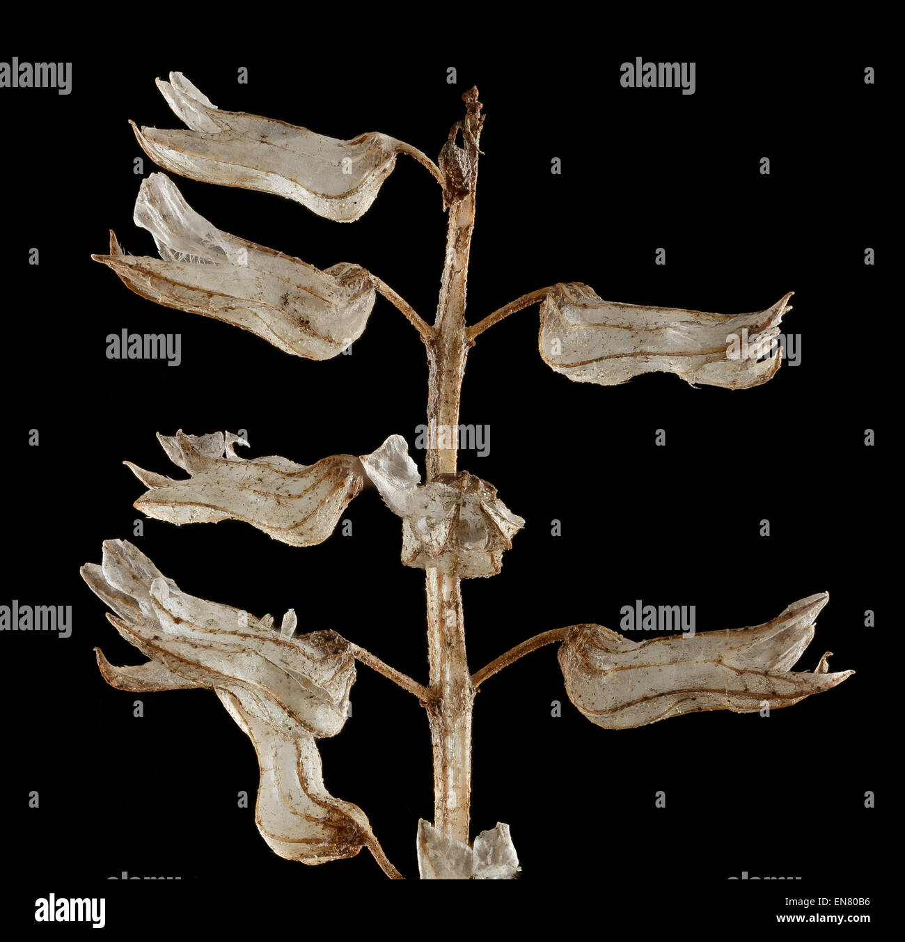 Image shows process seed hi-res stock photography and images - Alamy