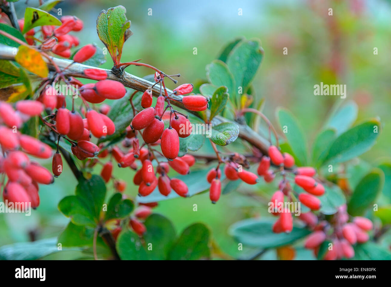 Barberry hi-res stock photography and images - Alamy