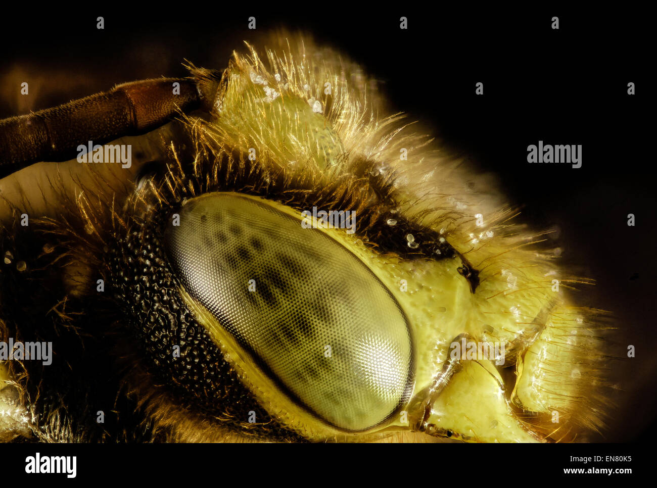 Insect compound eye structure hi-res stock photography and images - Alamy
