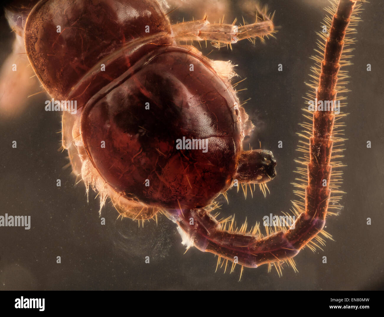 This close-up image captures a centipede photographed in Maryland ...