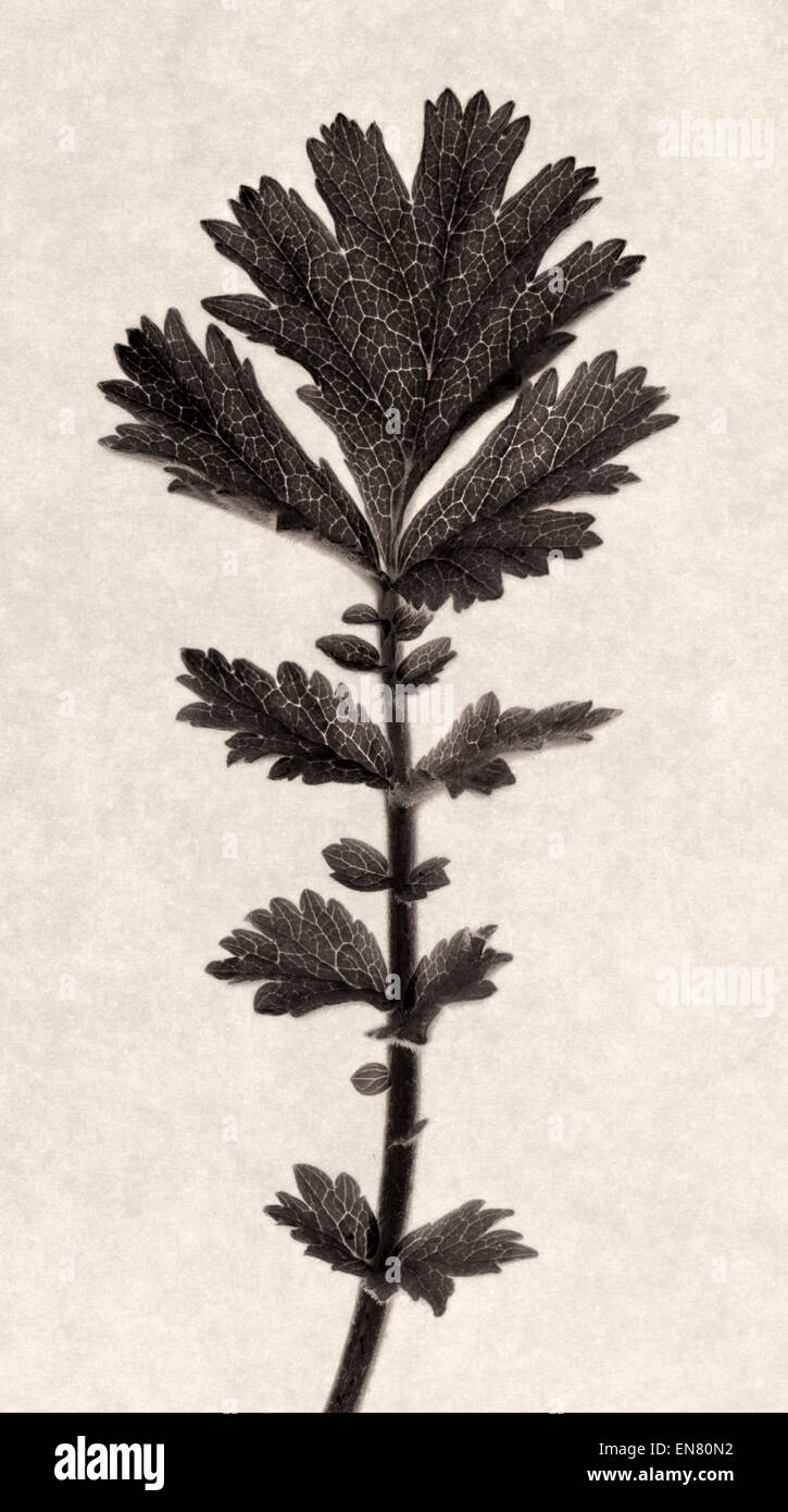 Interesting Leaf Pattern High Resolution Stock Photography and Images ...