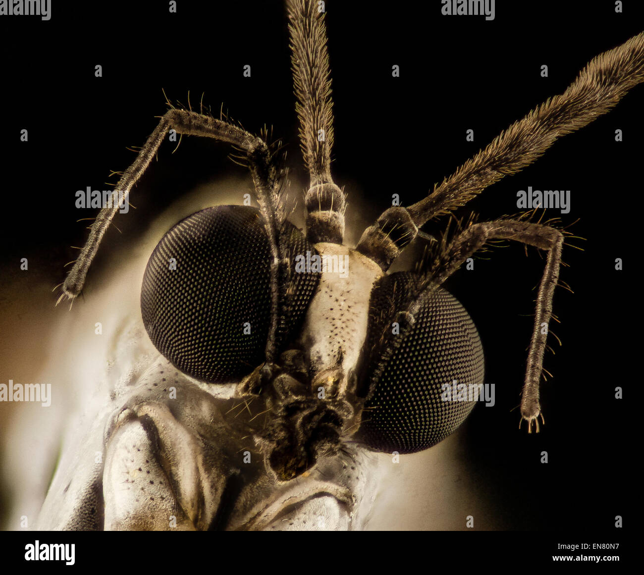 A close-up of a Phantom Crane Fly (Bittacomorpha clavipes) photographed ...