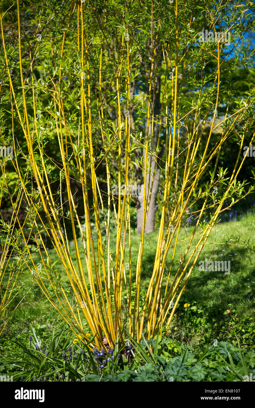 Salix stems yellow hi-res stock photography and images - Alamy