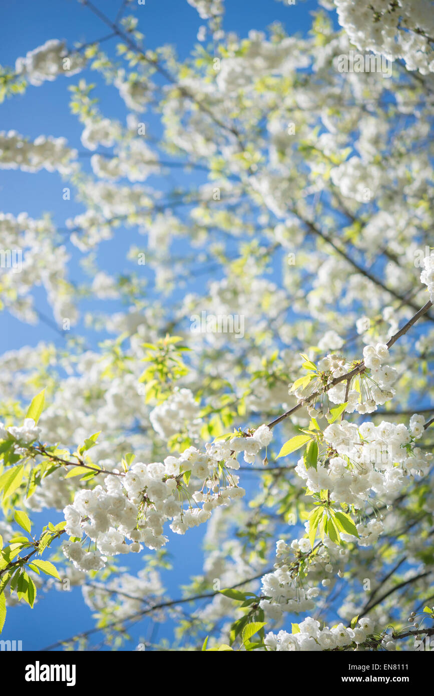 A large white Cherry blossom tree in spring sunshine with clear blue ...