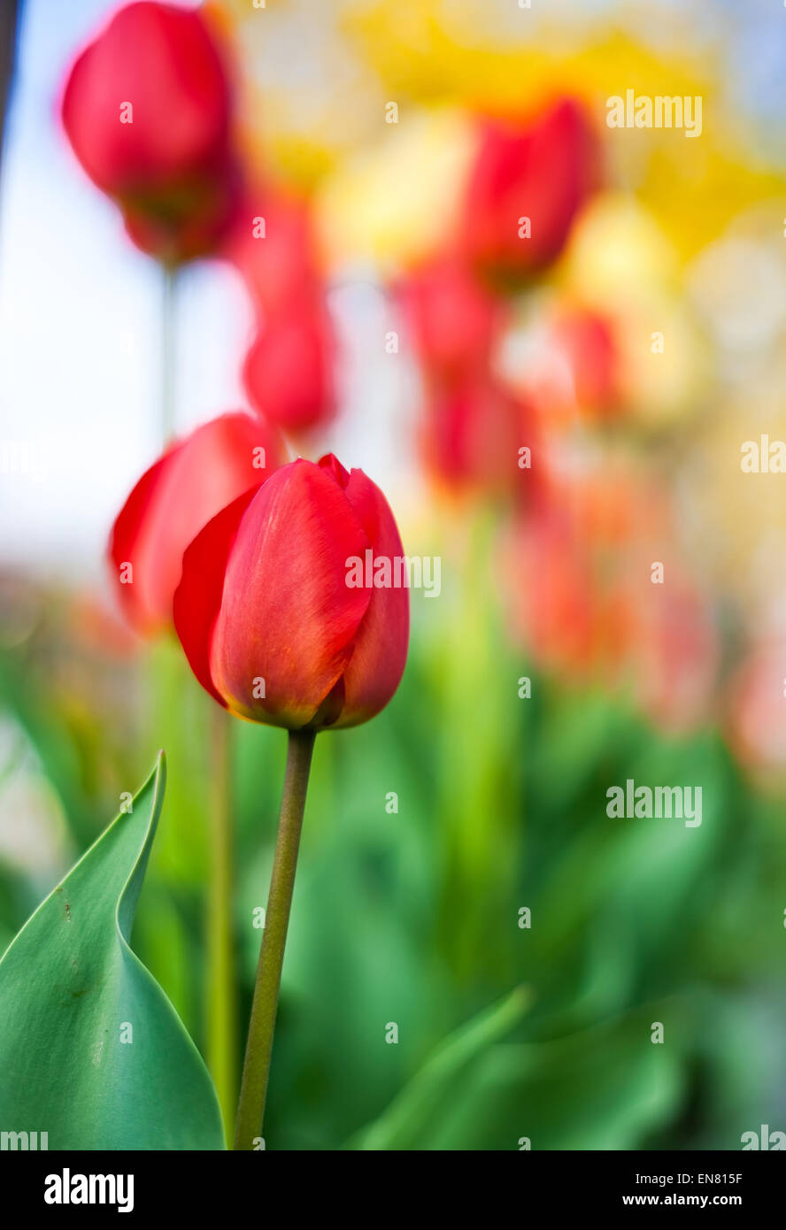 Beautiful red tulips in garden Stock Photo - Alamy