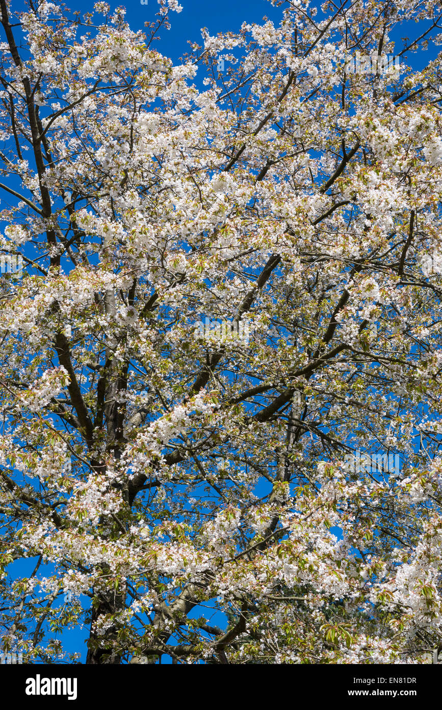 A large white Cherry blossom tree in spring sunshine with clear blue ...