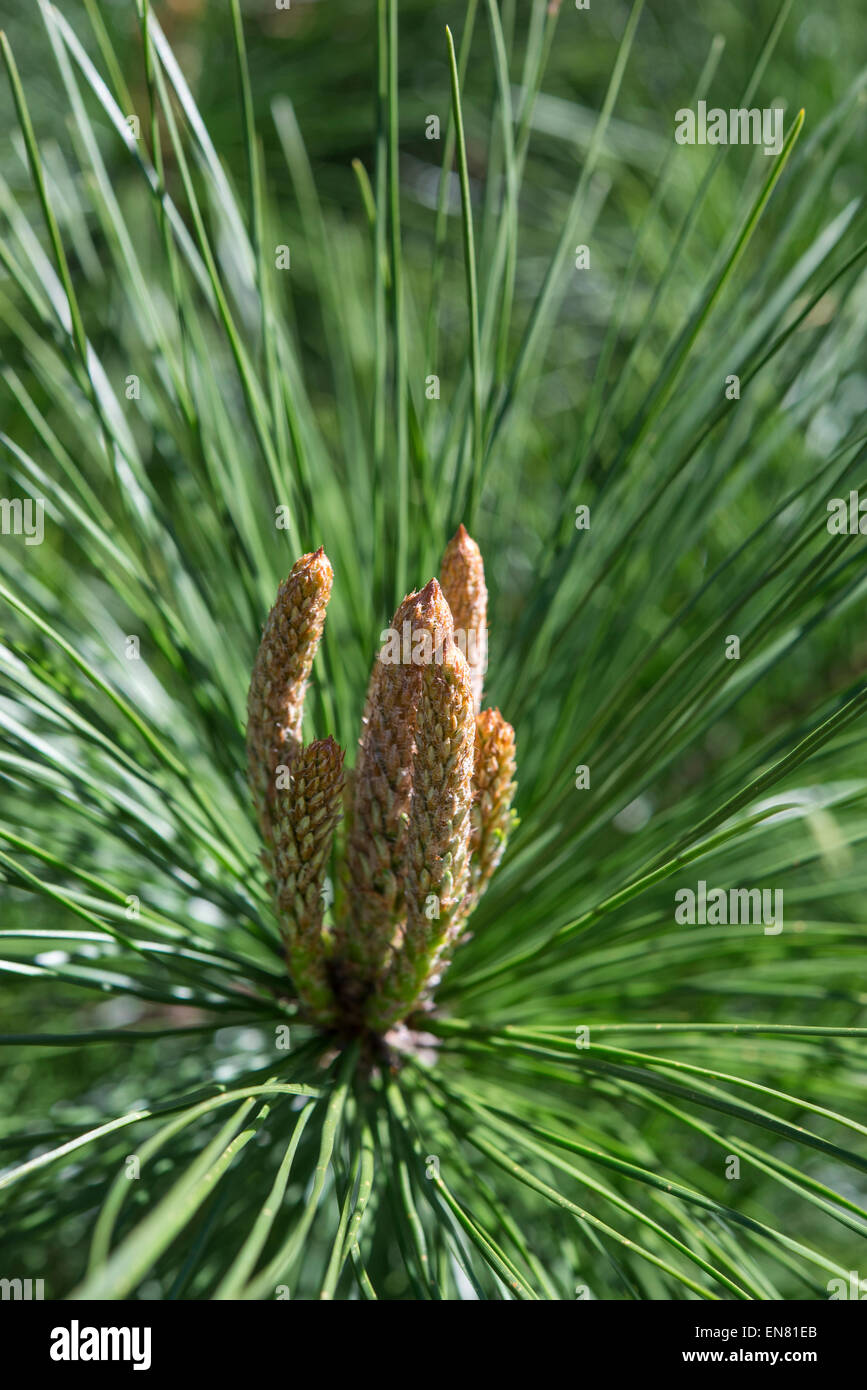 A pine tree with long needles comes into growth Stock Photo - Alamy