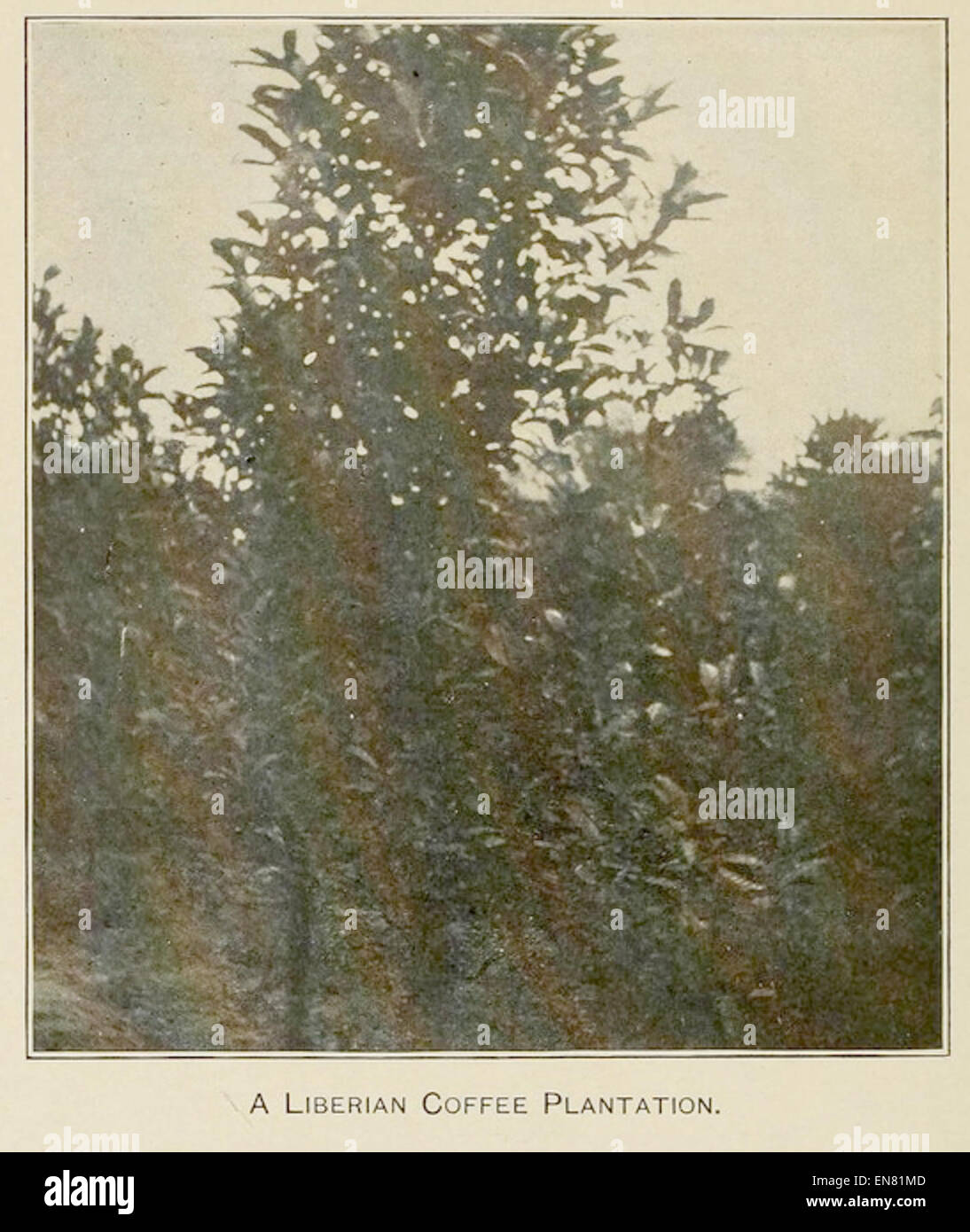 Vintage illustration depicts coffee hi-res stock photography and images ...