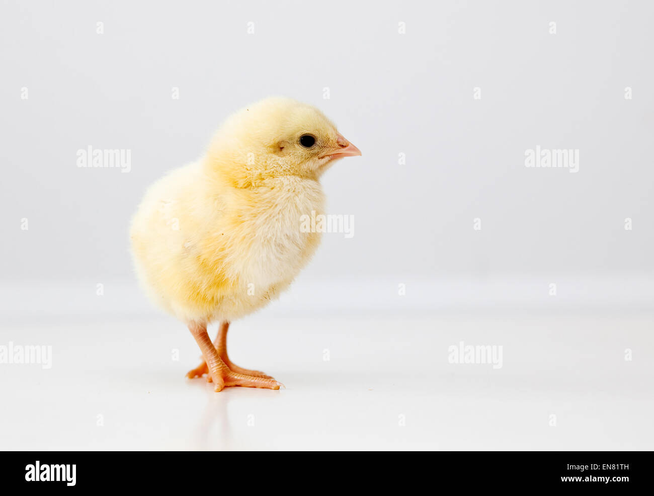 Cute baby chicken young hi-res stock photography and images - Alamy