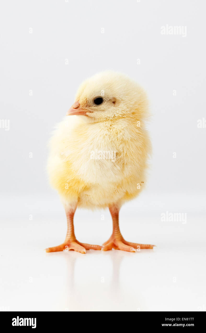 Cute chicken hi-res stock photography and images - Alamy