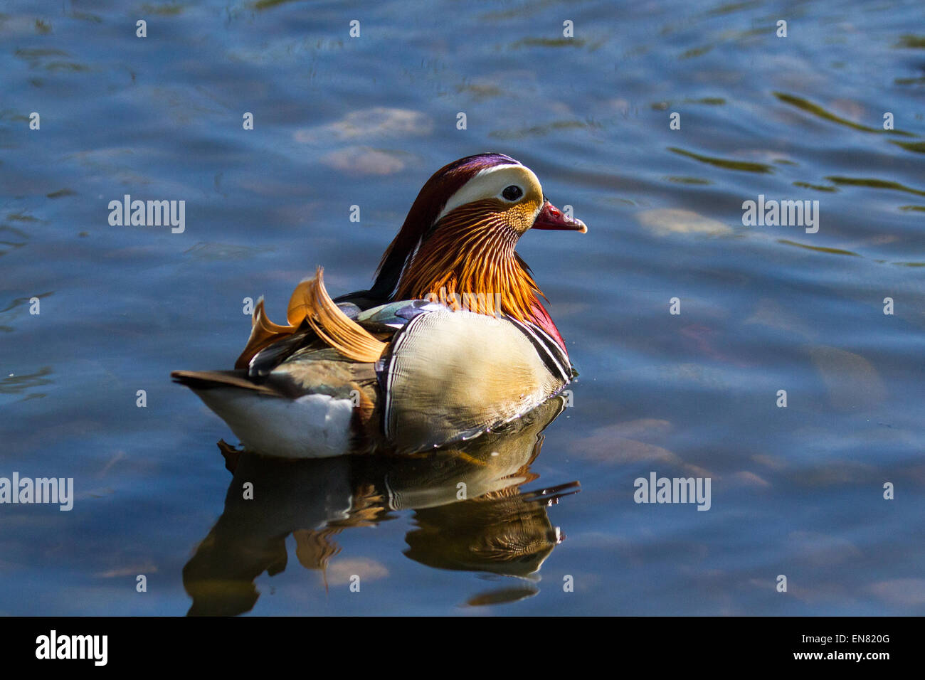 Multi-coloured duck at Martin Mere, Rufford, Burscough, Southport ...