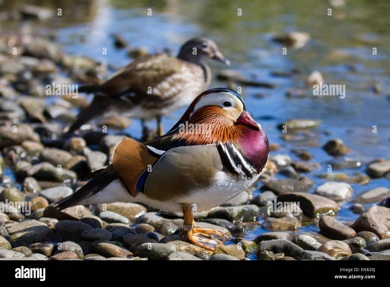 Multi-coloured duck at Martin Mere, Rufford, Burscough, Southport ...