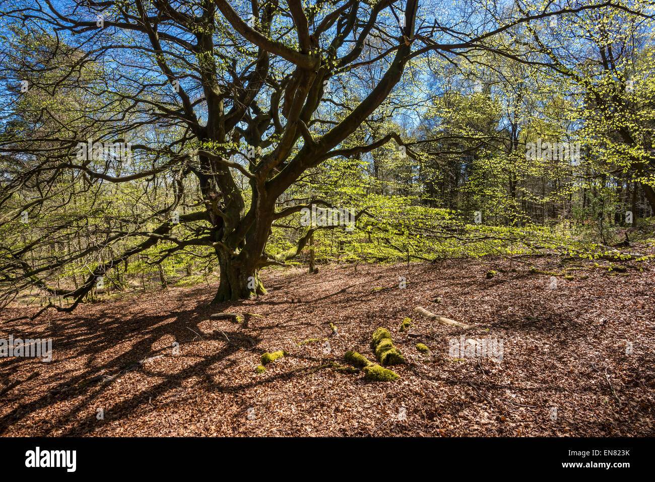 Looking up into the canopy a mature Beech tree with fresh new leaves ...