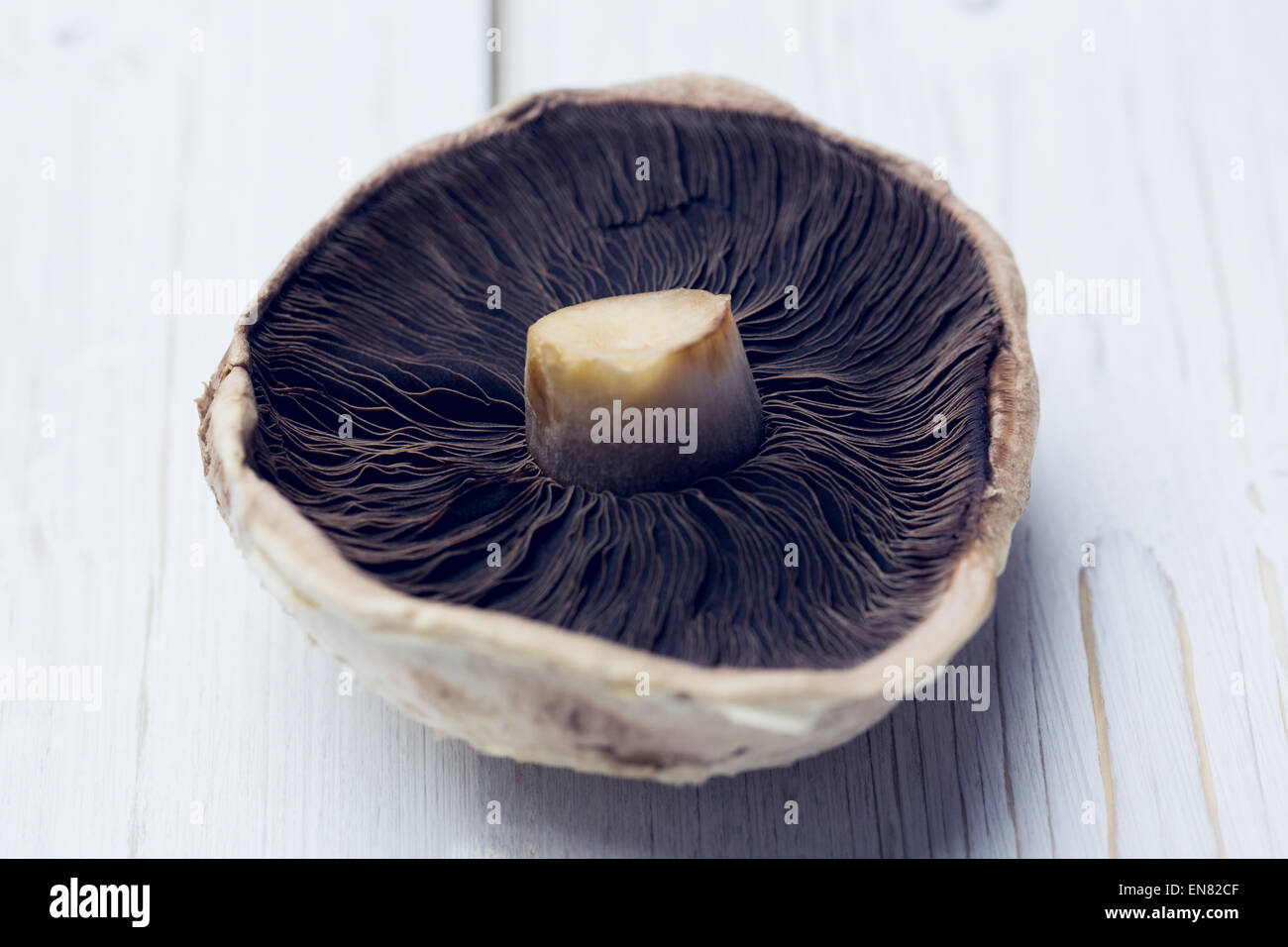 Fresh mushroom hi-res stock photography and images - Alamy