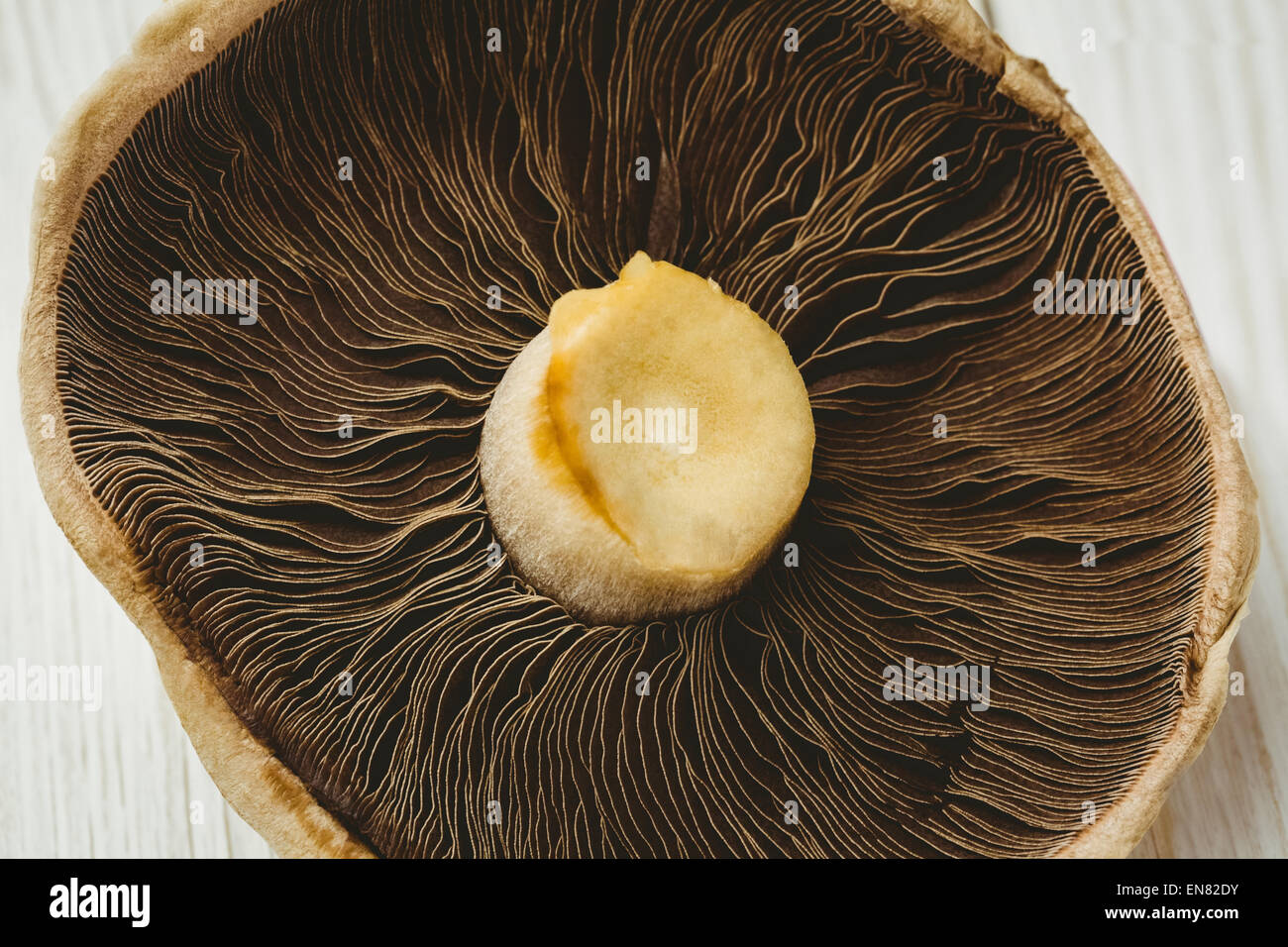 Fresh mushroom hi-res stock photography and images - Alamy