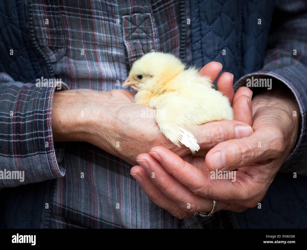 Hand cute little baby hi-res stock photography and images - Alamy