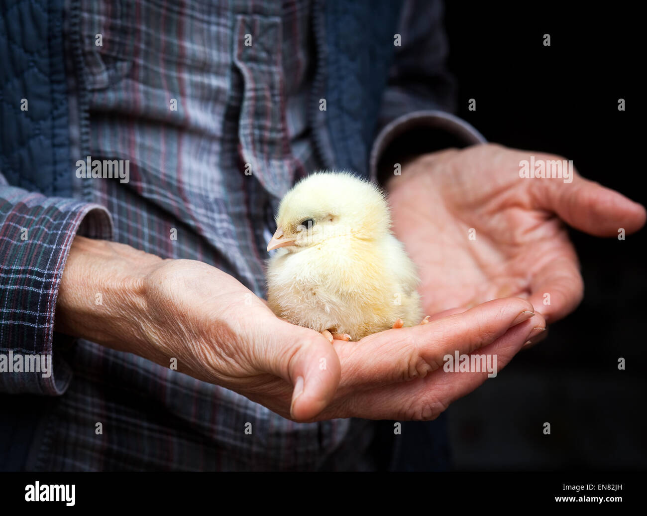 Baby chicken in hand Stock Photo - Alamy