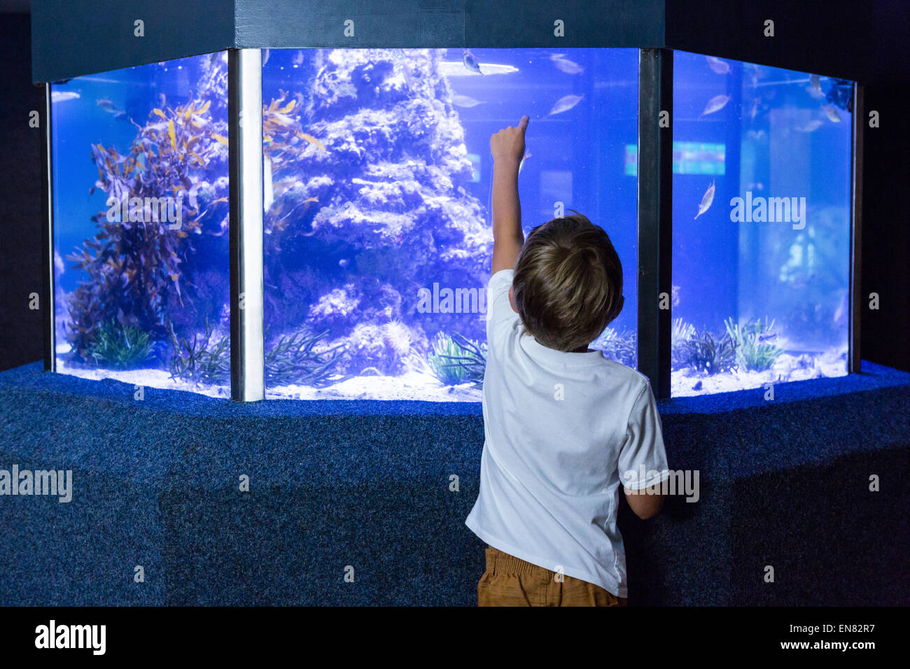 Young man pointing fish in a tank Stock Photo - Alamy