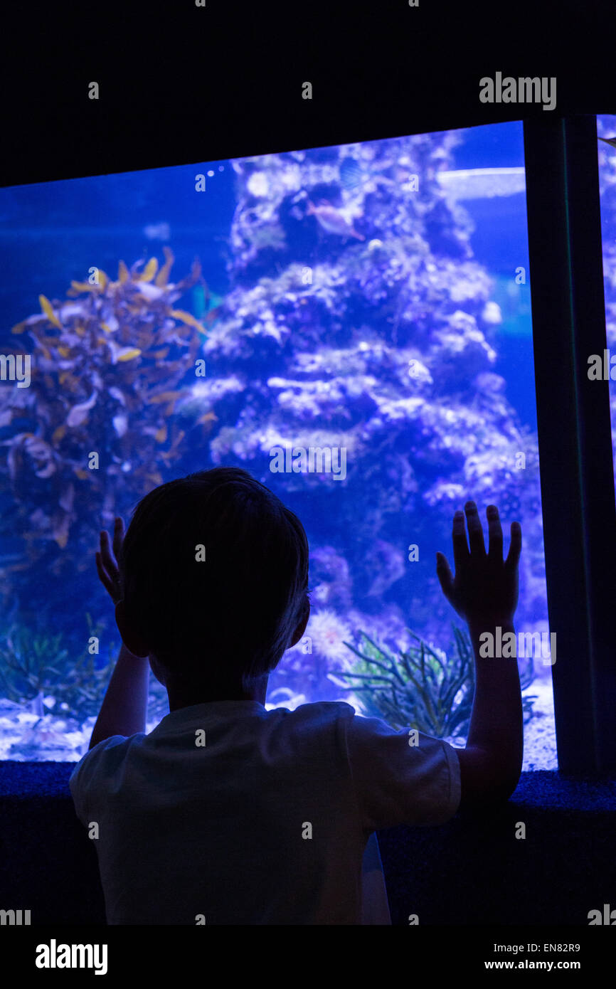 Young man touching a fish-tank behind the camera Stock Photo - Alamy