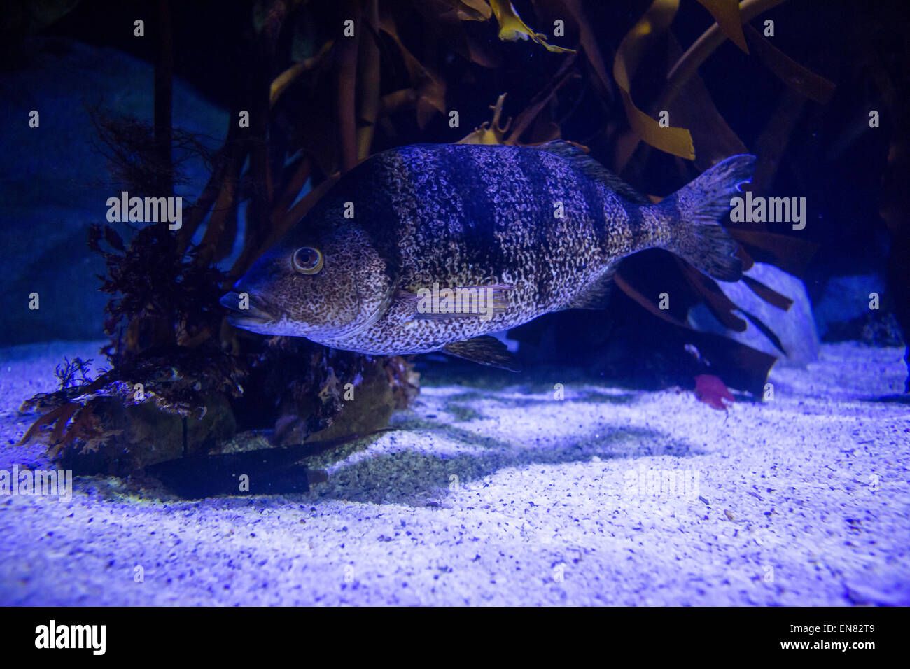 Big blue fish hi-res stock photography and images - Alamy