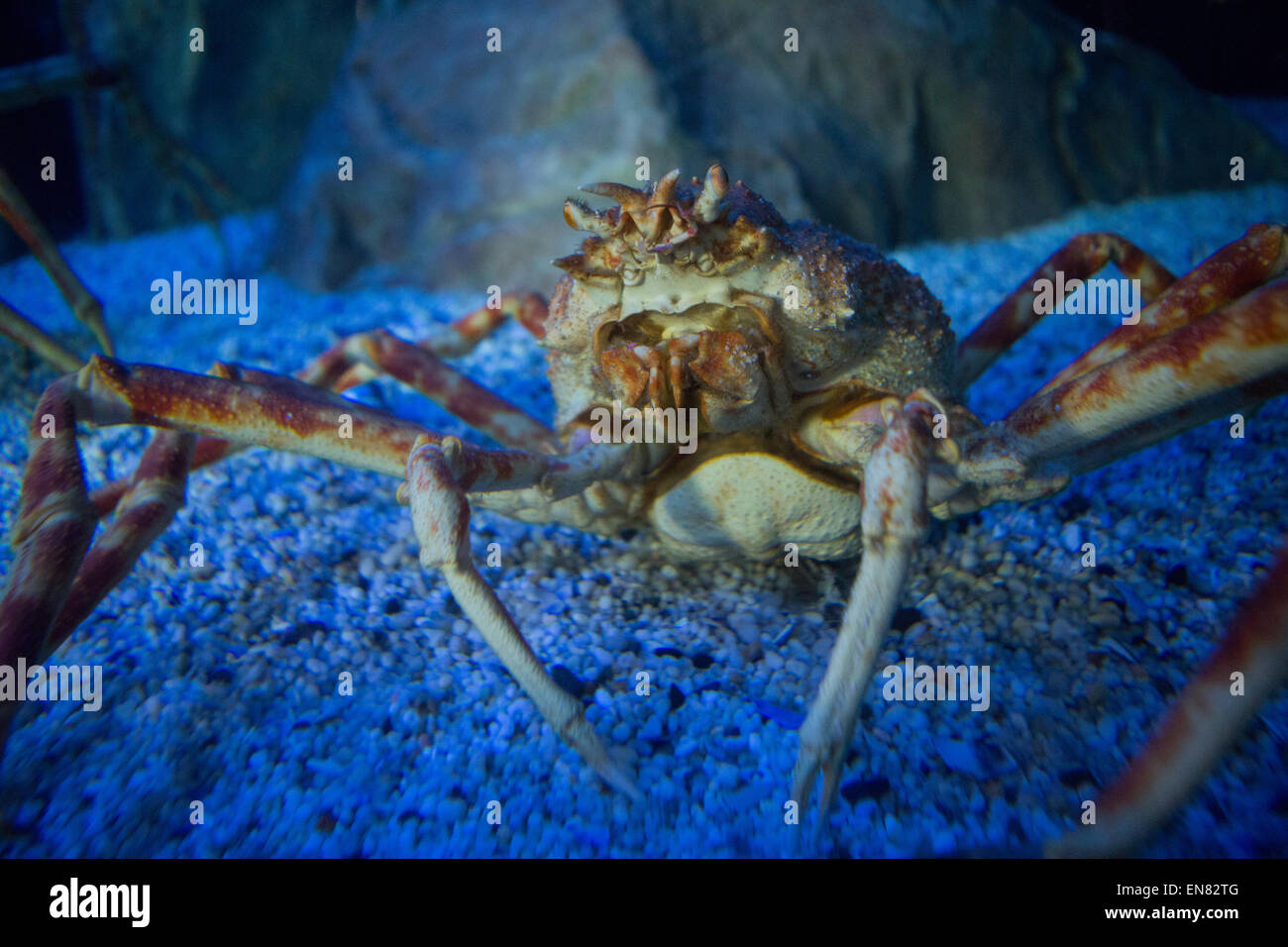 Big crab hi-res stock photography and images - Alamy