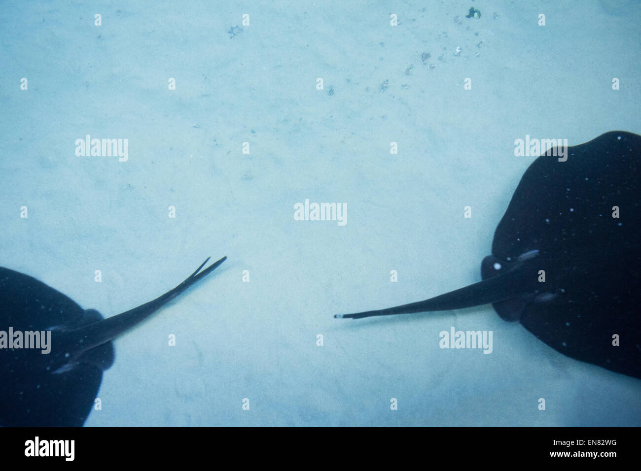 Two manta ray underwater hi-res stock photography and images - Alamy