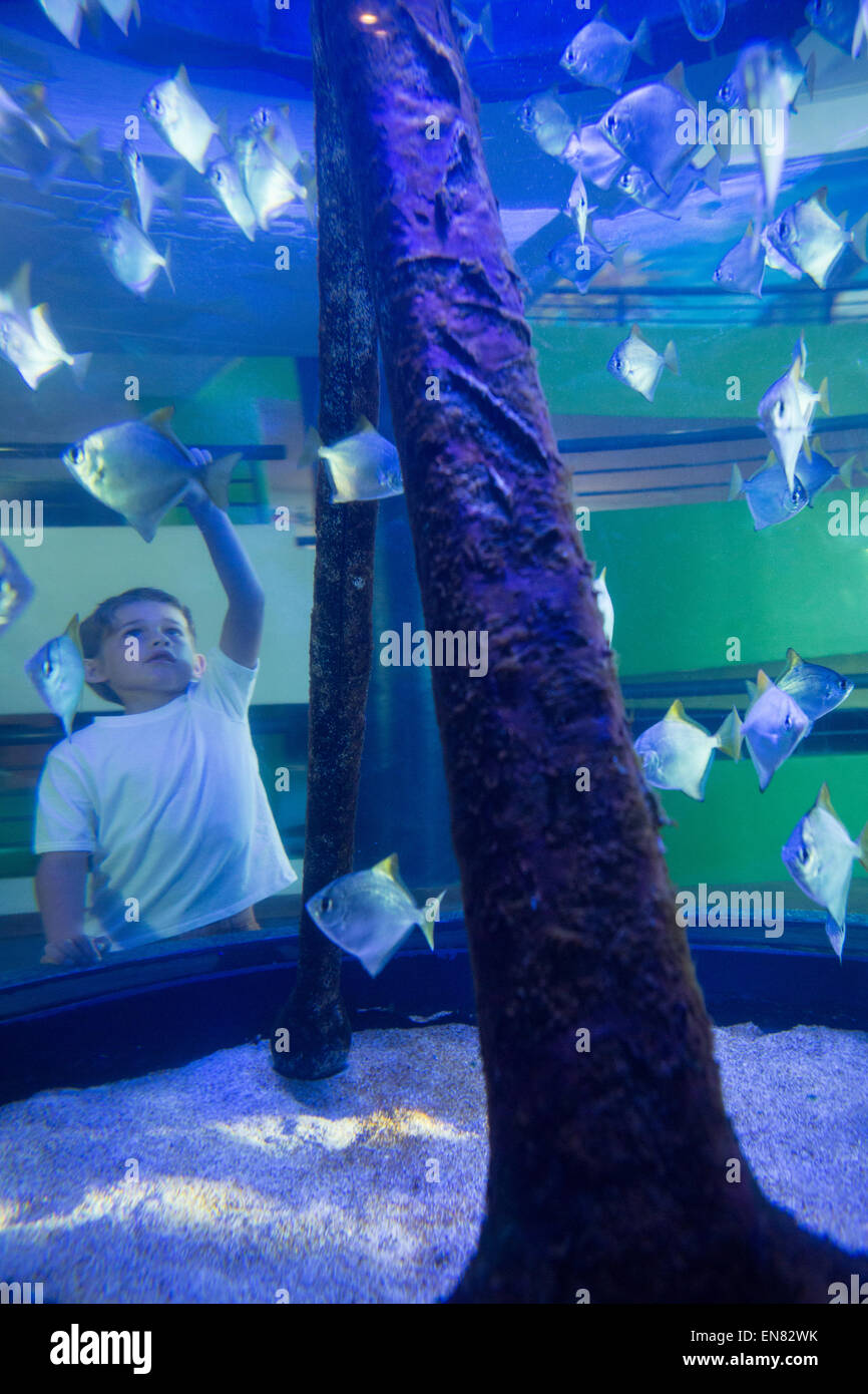 Young man looking at fish Stock Photo - Alamy
