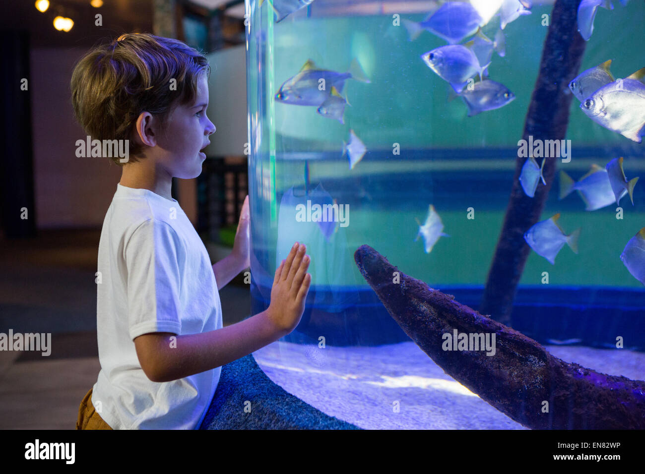 Surprised looking fish hi-res stock photography and images - Alamy