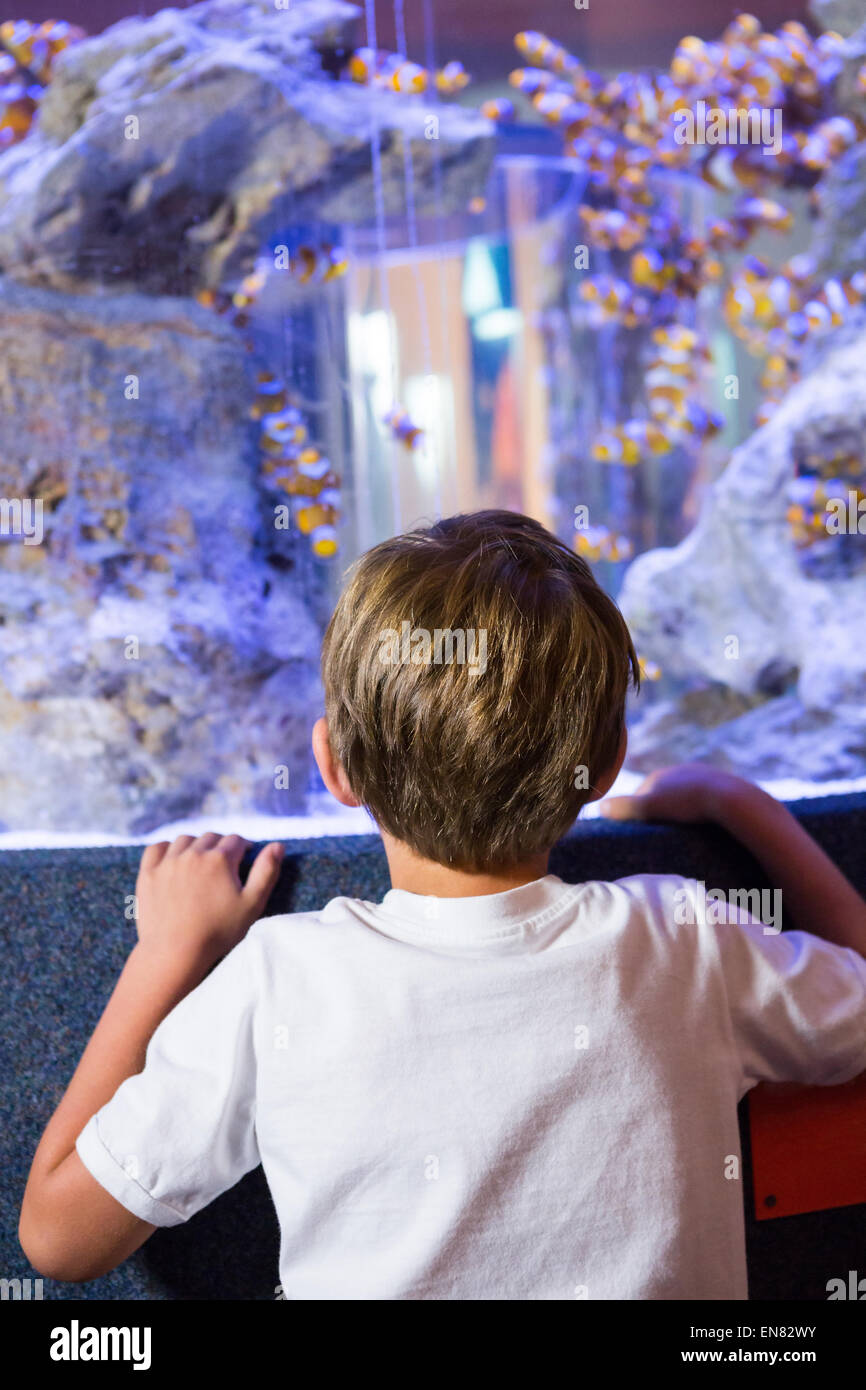 Young man looking at a fish in a tank Stock Photo - Alamy