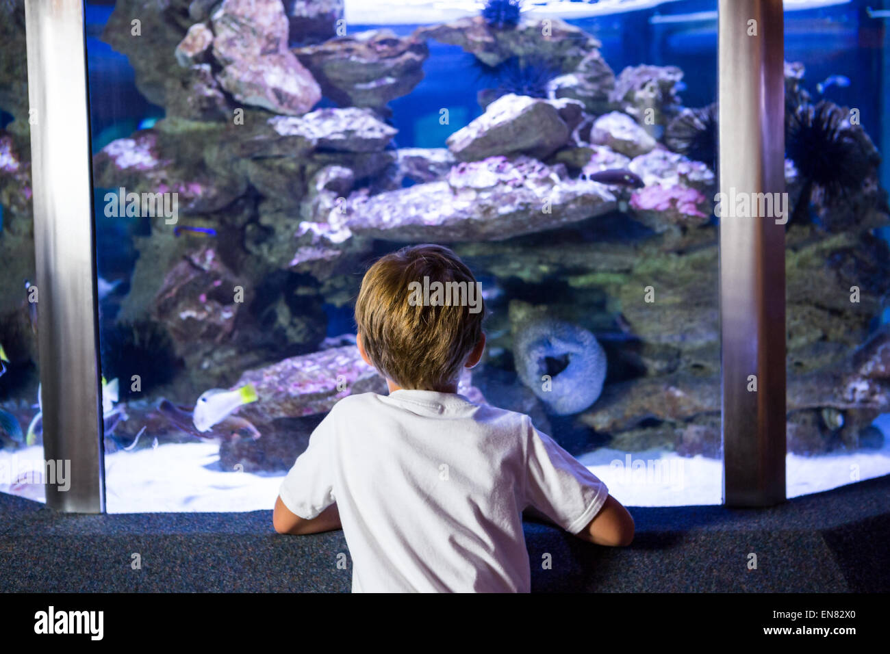 Young man looking at a fish in a tank Stock Photo - Alamy