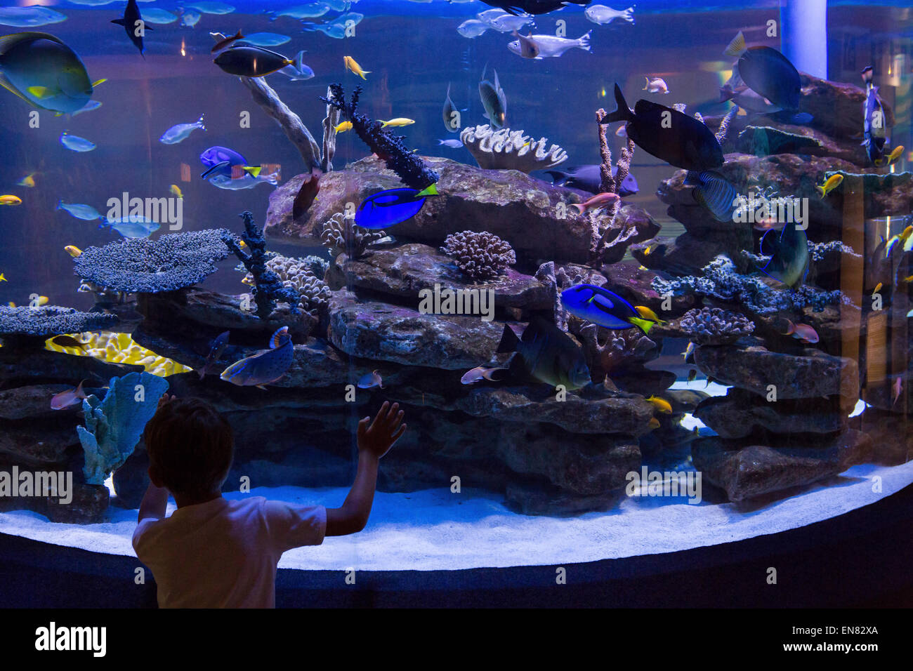Young man looking at fish in a darkest tank Stock Photo - Alamy