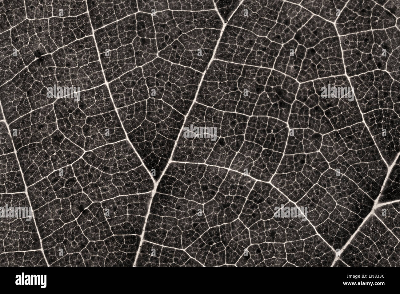 Microscopic leaf hi-res stock photography and images - Alamy