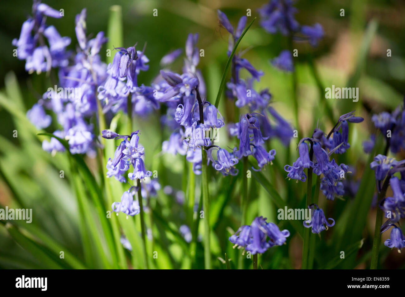 Clumps of wild English bluebells growing in a wood in Bentley, near ...