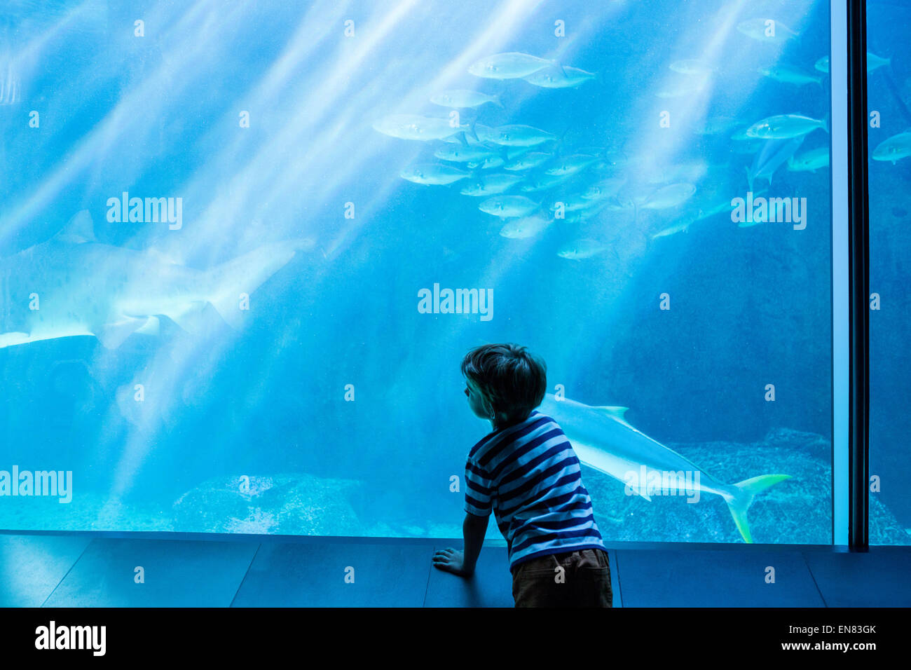 Giant fish tank hi-res stock photography and images - Alamy