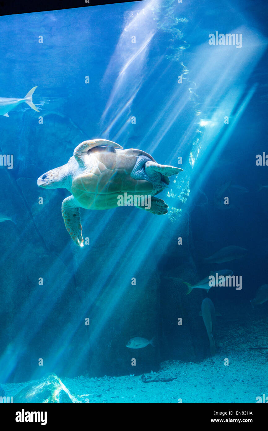 Sea turtle swimming in aquarium Stock Photo - Alamy