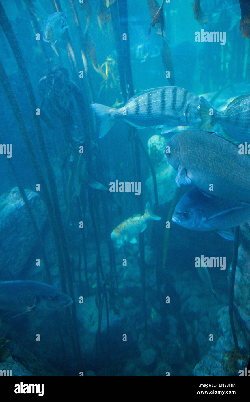 Algae fish hi-res stock photography and images - Alamy