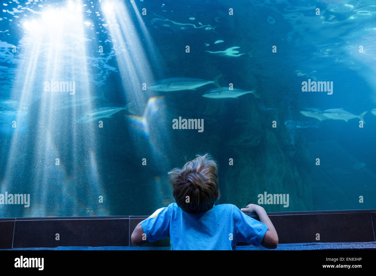 Young man looking at fish in a tank Stock Photo - Alamy