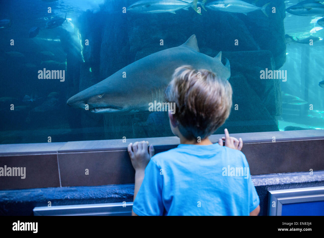 Man with shark hi-res stock photography and images - Alamy