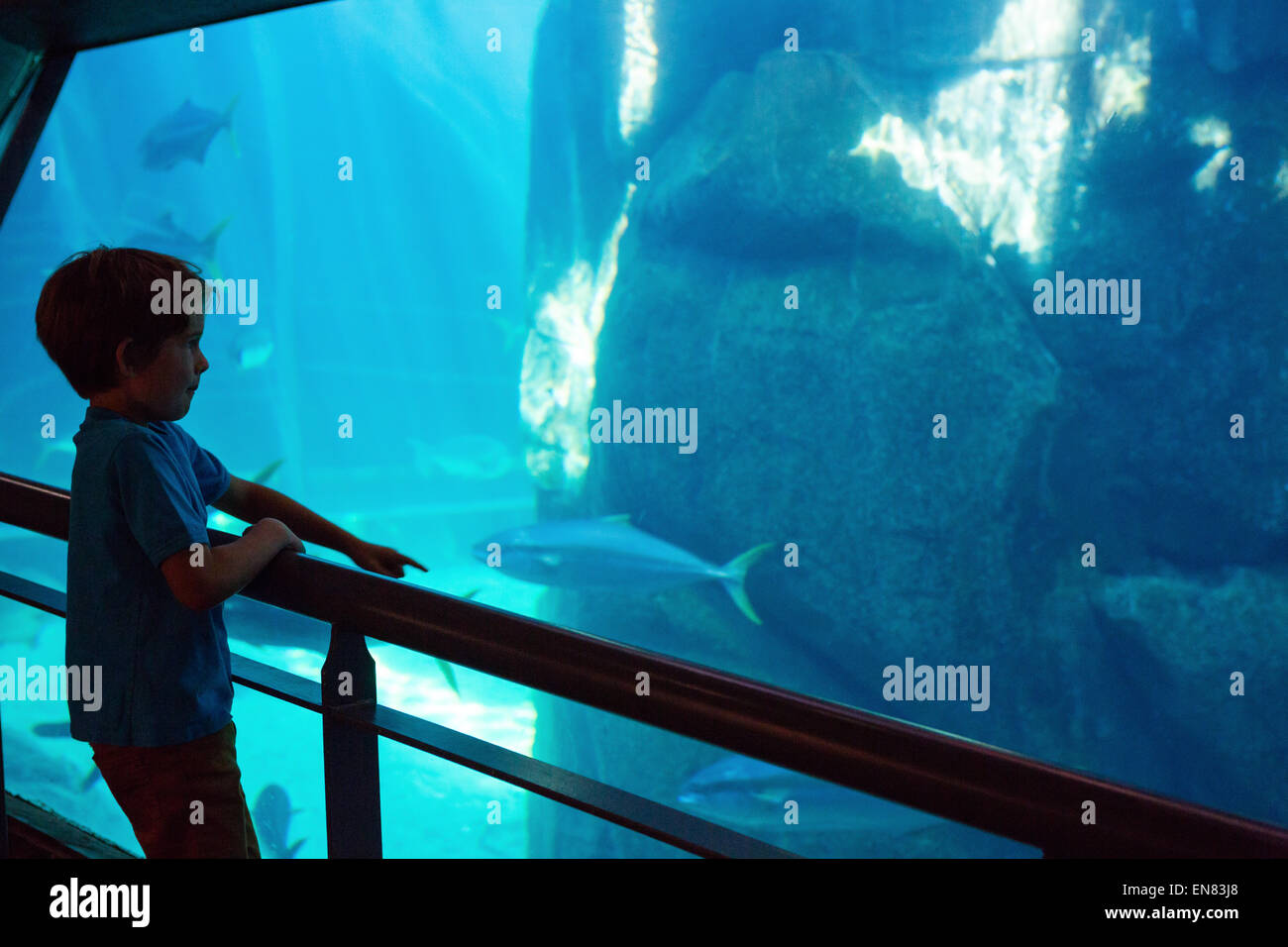Young man pointing fish in a tank with his finger Stock Photo - Alamy