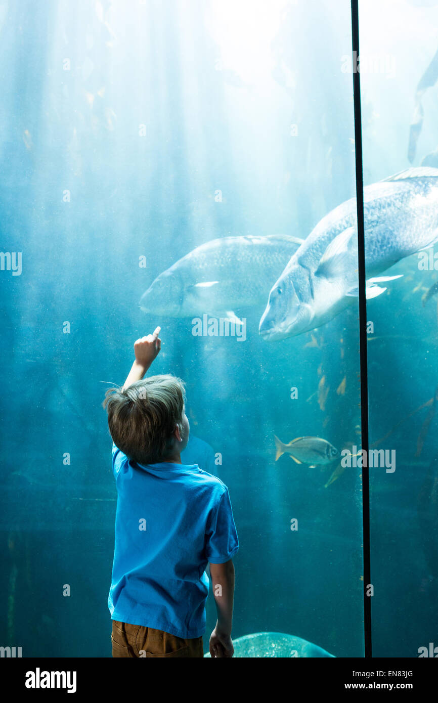 Young man pointing fish in a illuminate tank Stock Photo - Alamy