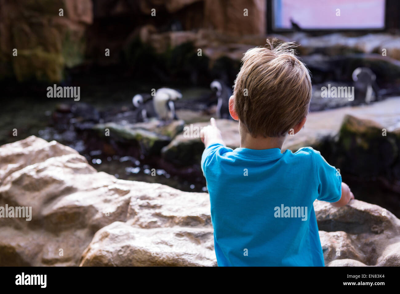 Pointing finger child animal outdoors hi-res stock photography and ...