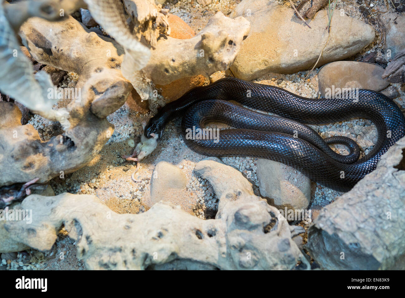 Snake eggs hi-res stock photography and images - Alamy