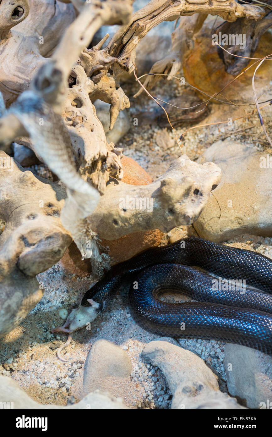 Snake egg hi-res stock photography and images - Alamy