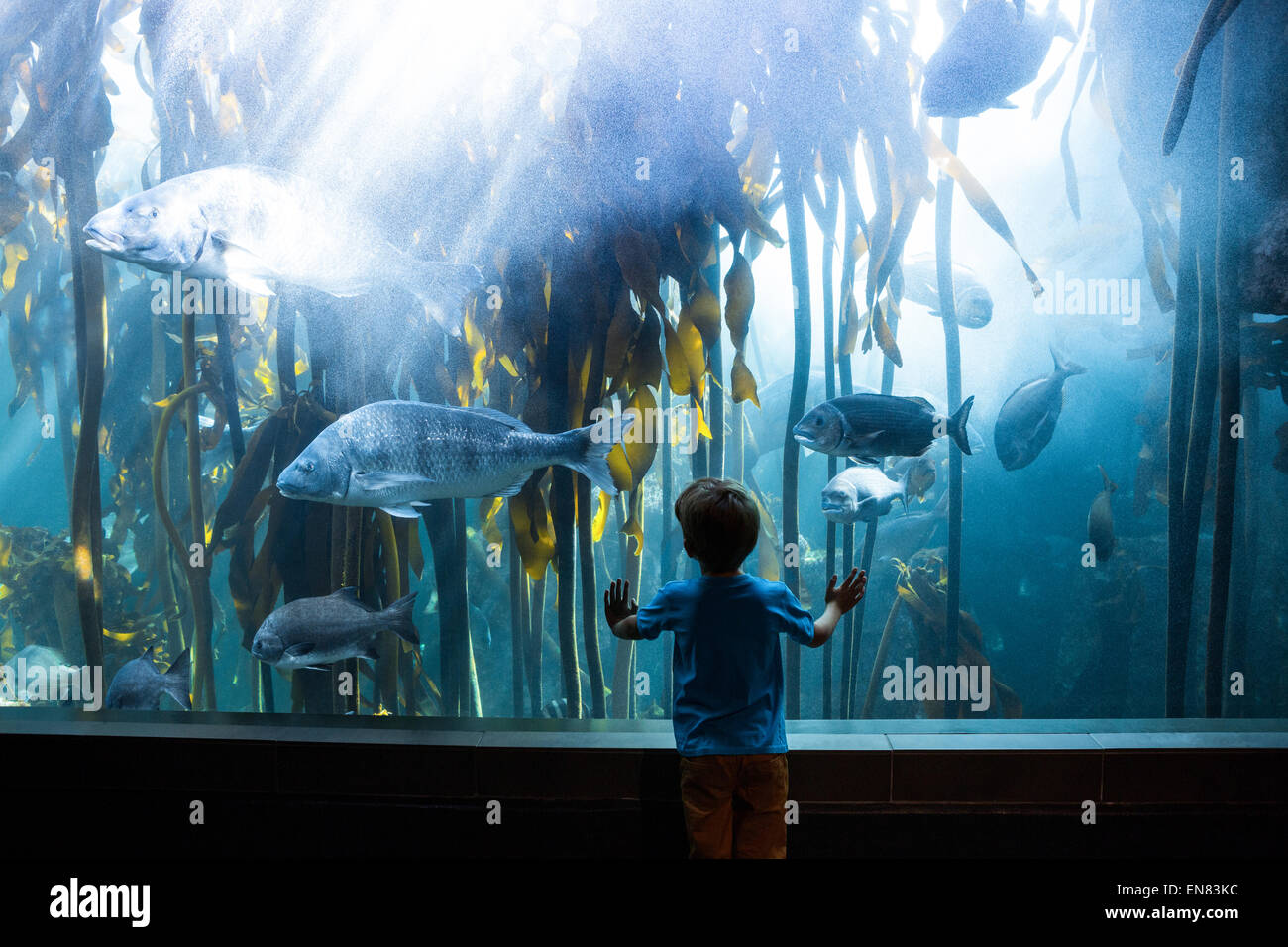 Young man touching a tank with big fish Stock Photo - Alamy