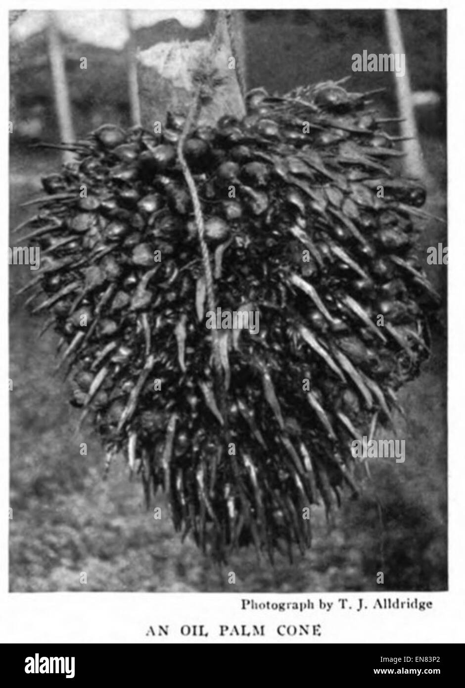 This photograph from 1922 shows an oil palm cone, highlighting the ...