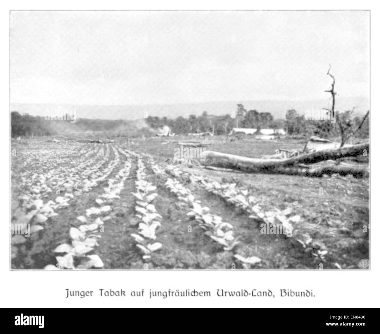 This 1904 illustration by Wohltmann depicts *Junger Tabak*, an image ...